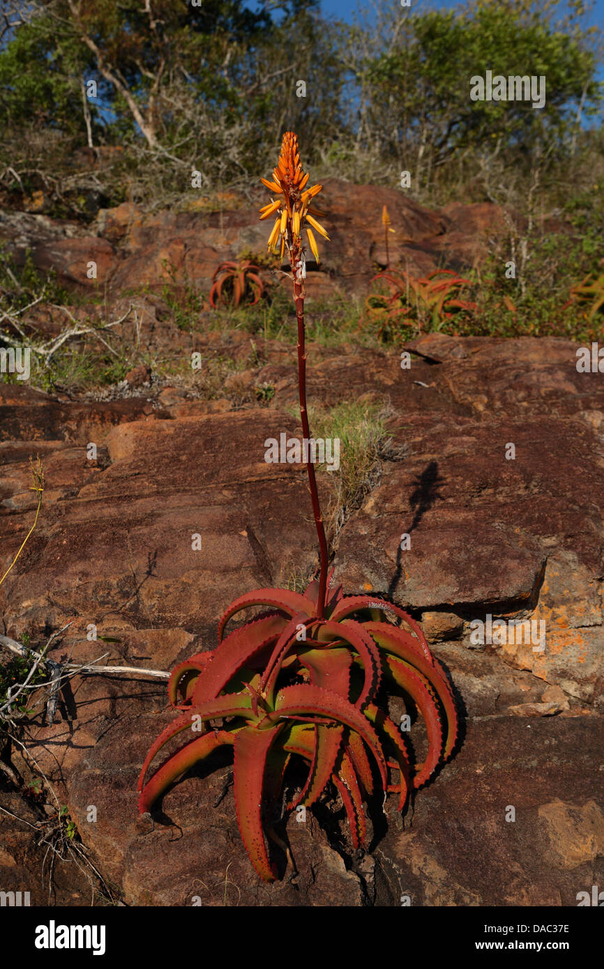 Aloe species in flower growing on cliffs in the Pongola area, KwaZulu ...