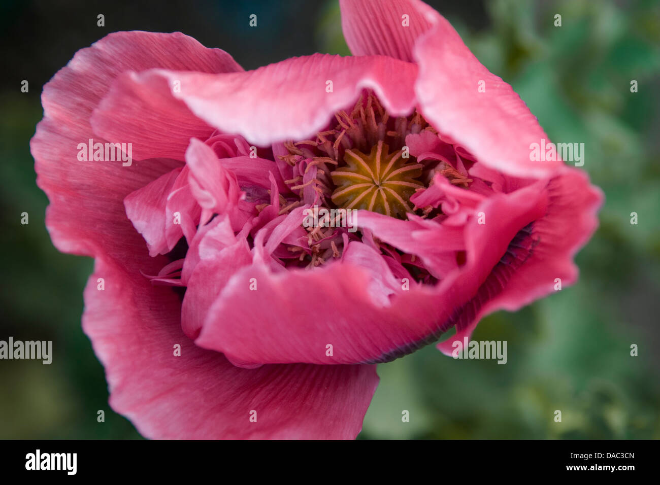 Icelandic Poppy High Resolution Stock Photography and Images - Alamy