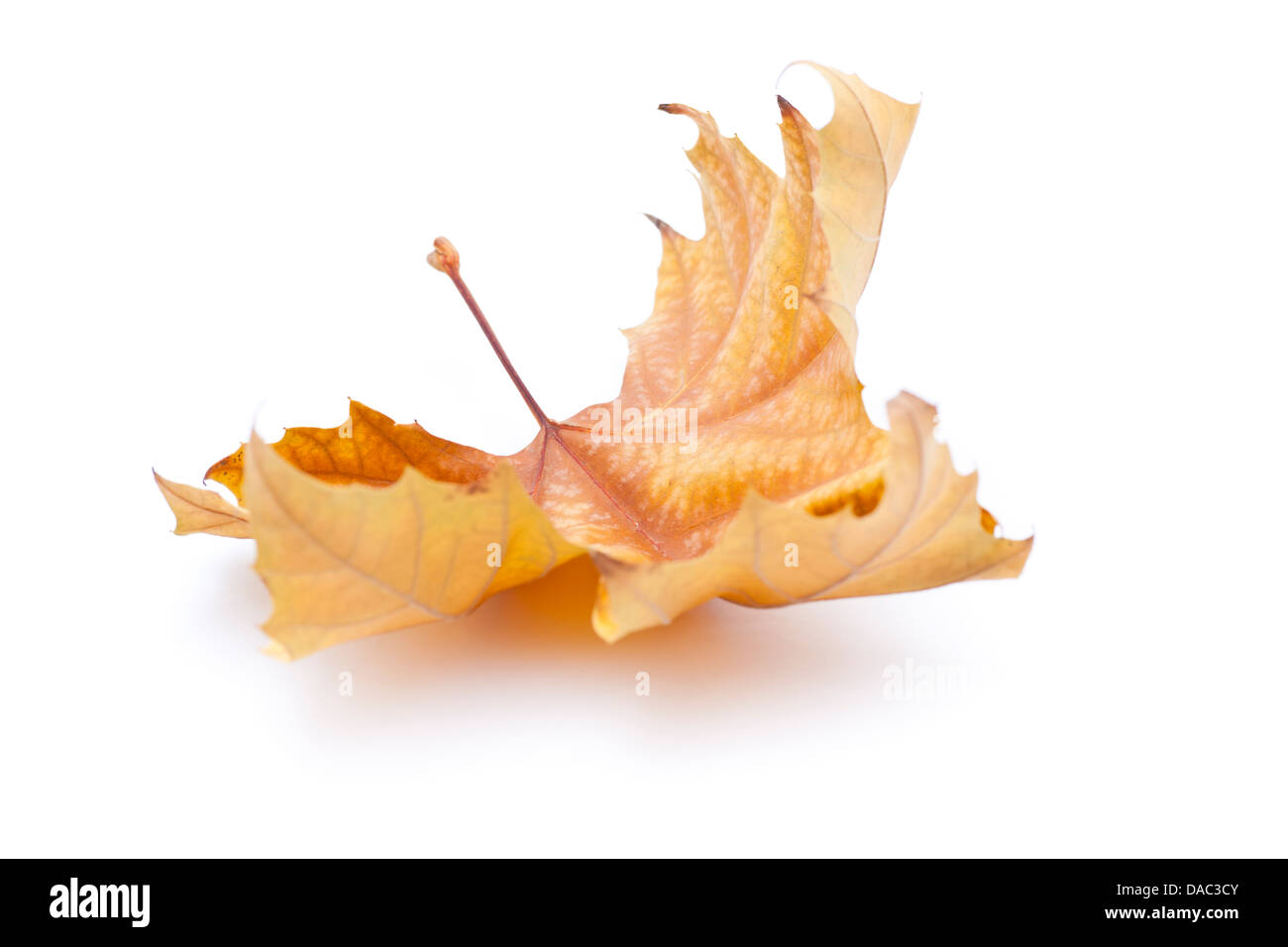 Autumn leaf on white background Stock Photo - Alamy