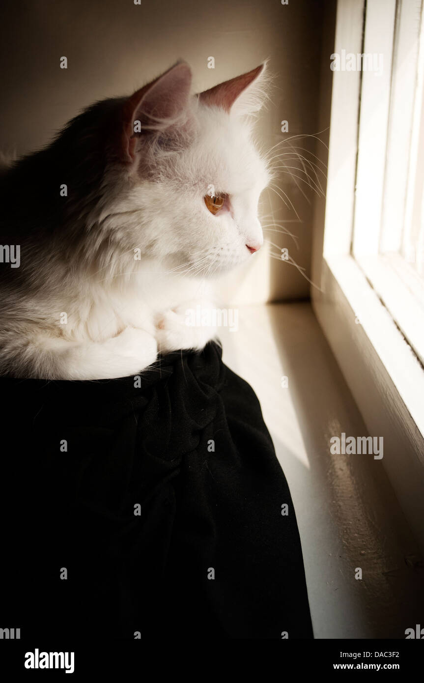Cat looking out the window Stock Photo - Alamy
