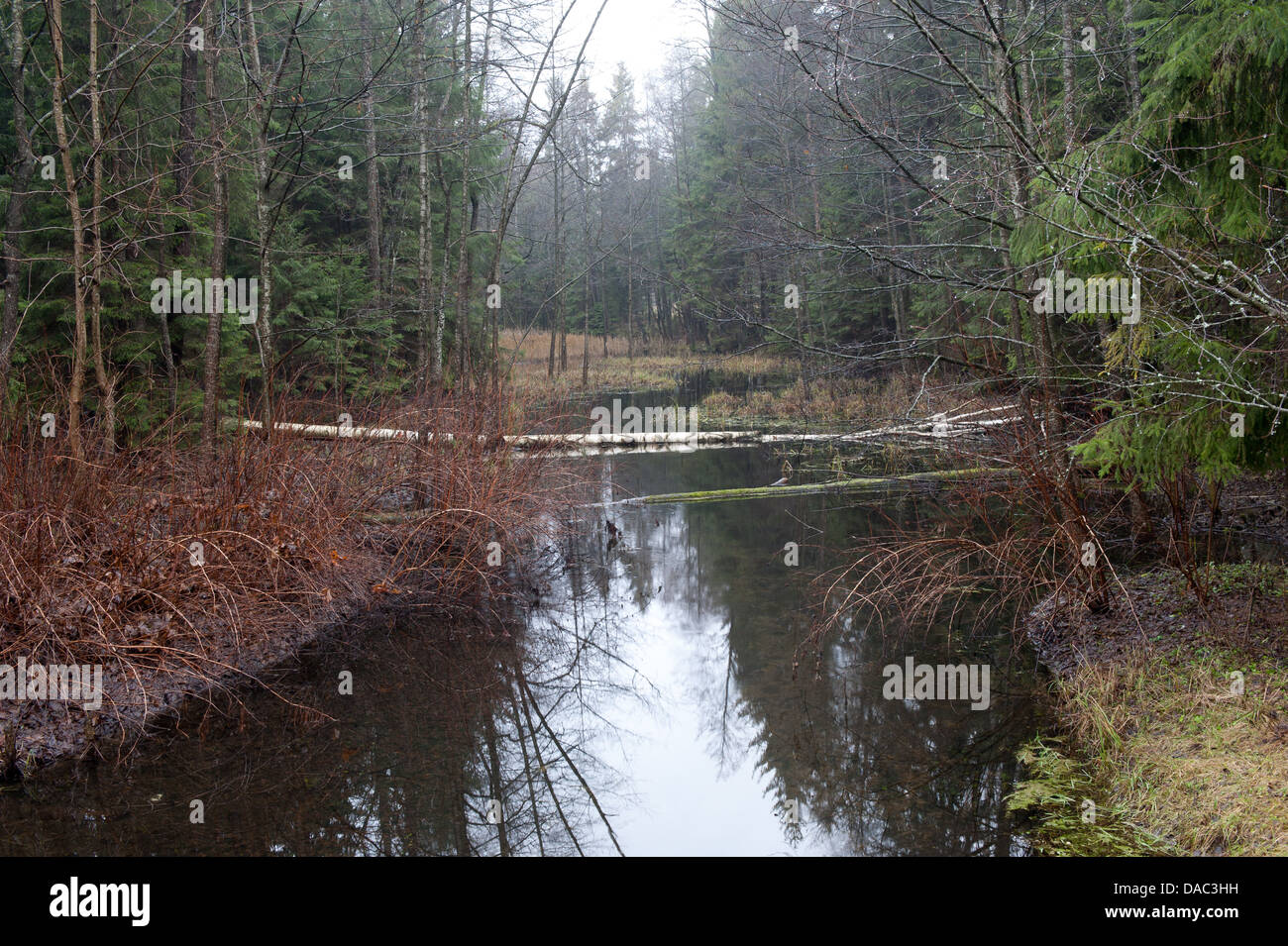 Blizna River in Augustów Primeval Forest, Poland Stock Photo - Alamy