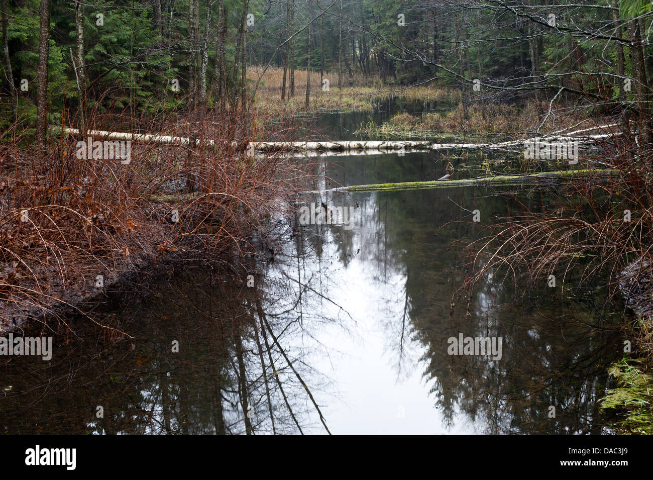 Blizna River in Augustów Primeval Forest Poland Stock Photo - Alamy