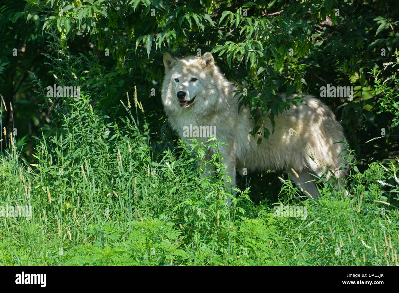 A Timber Wolf in summer Stock Photo - Alamy