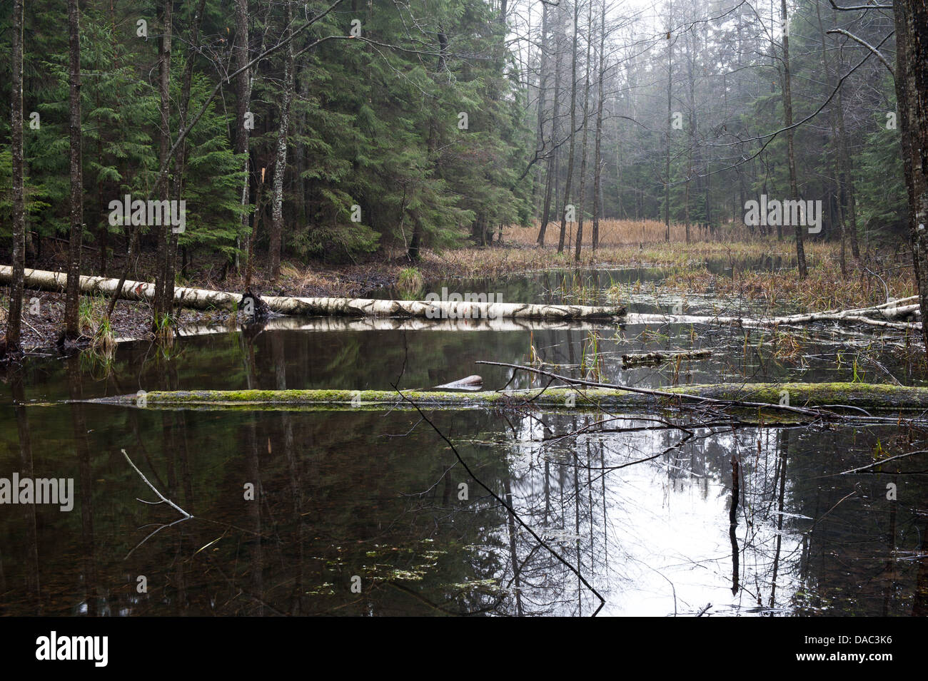 Blizna River in Augustów Primeval Forest, Poland Stock Photo - Alamy