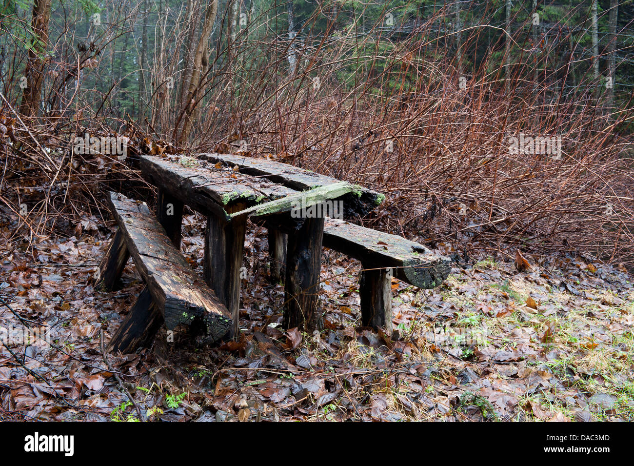 Augustow primeval forest hi-res stock photography and images - Alamy