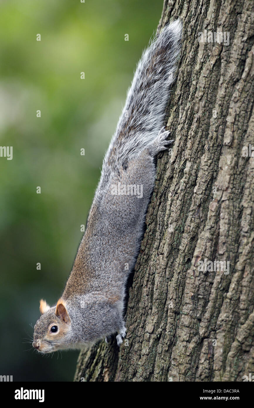 Grey squirrel tree hi-res stock photography and images - Alamy