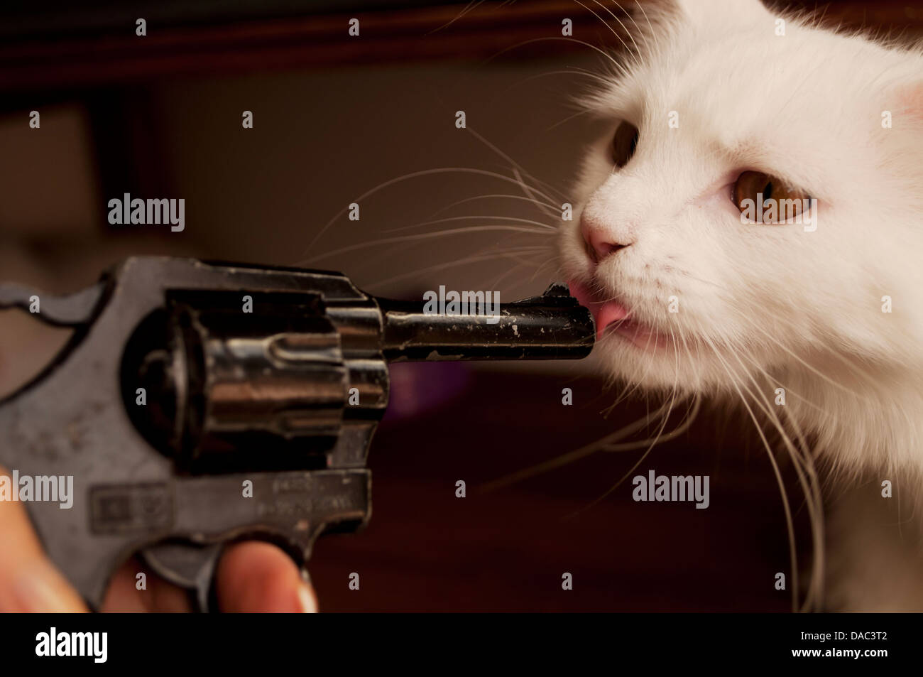 Cat gun hi-res stock photography and images - Alamy