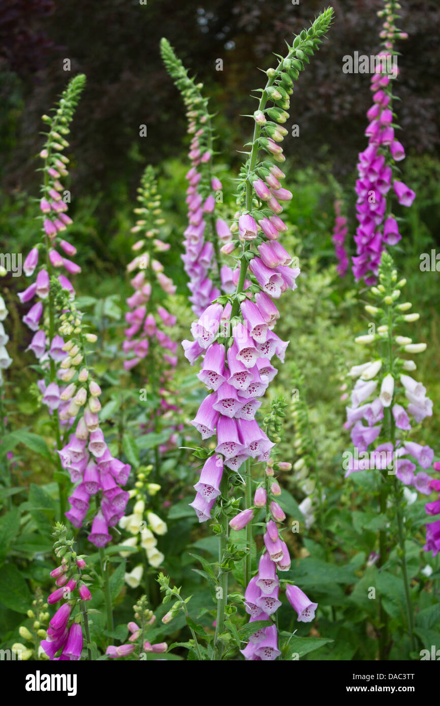 Foxgloves hi-res stock photography and images - Alamy