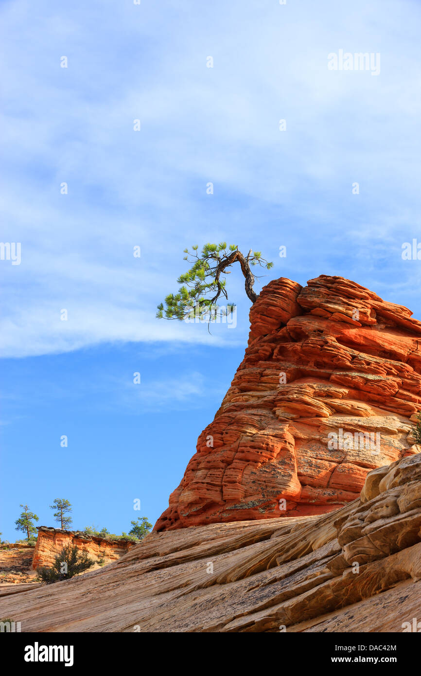 Pinyon pine tree hi-res stock photography and images - Alamy