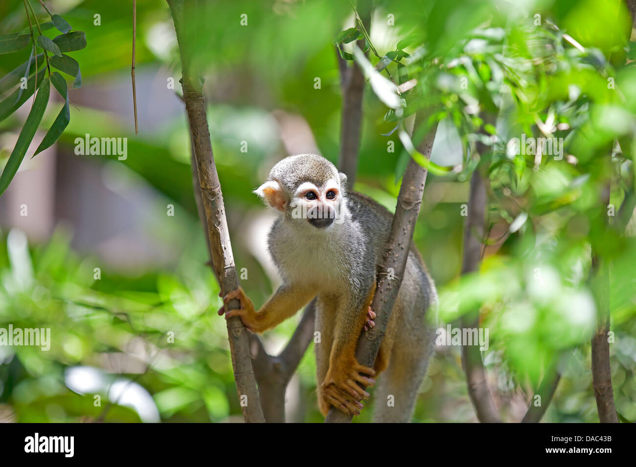 Monkey squirrel hi-res stock photography and images - Alamy