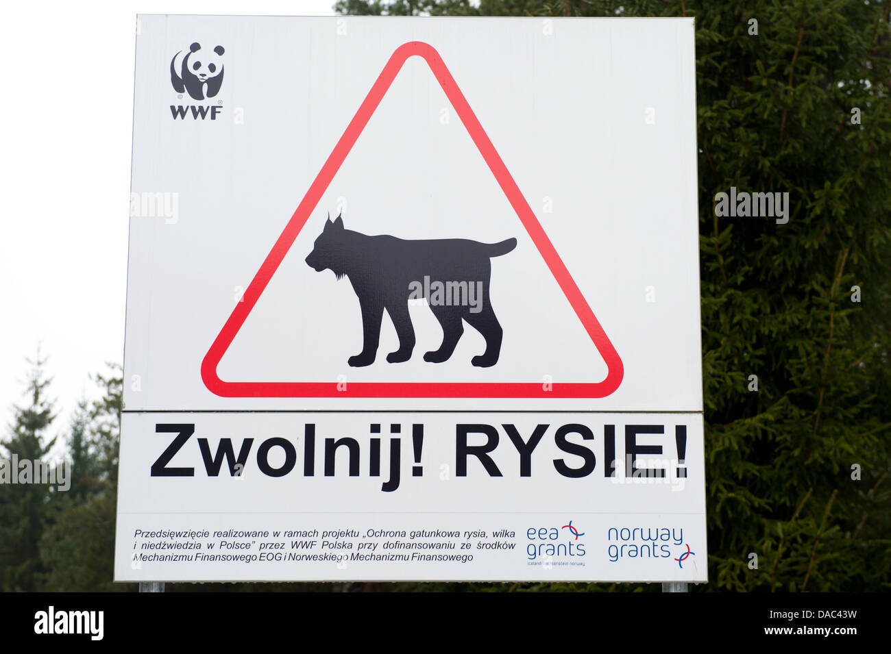Lynx crossing warning sign in Augustow Primeval Forest, Poland Stock ...