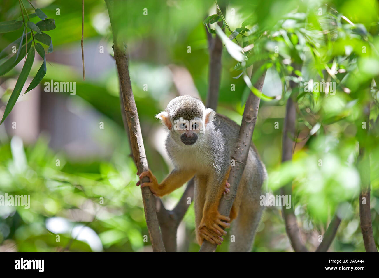 Monkey squirrel hi-res stock photography and images - Alamy