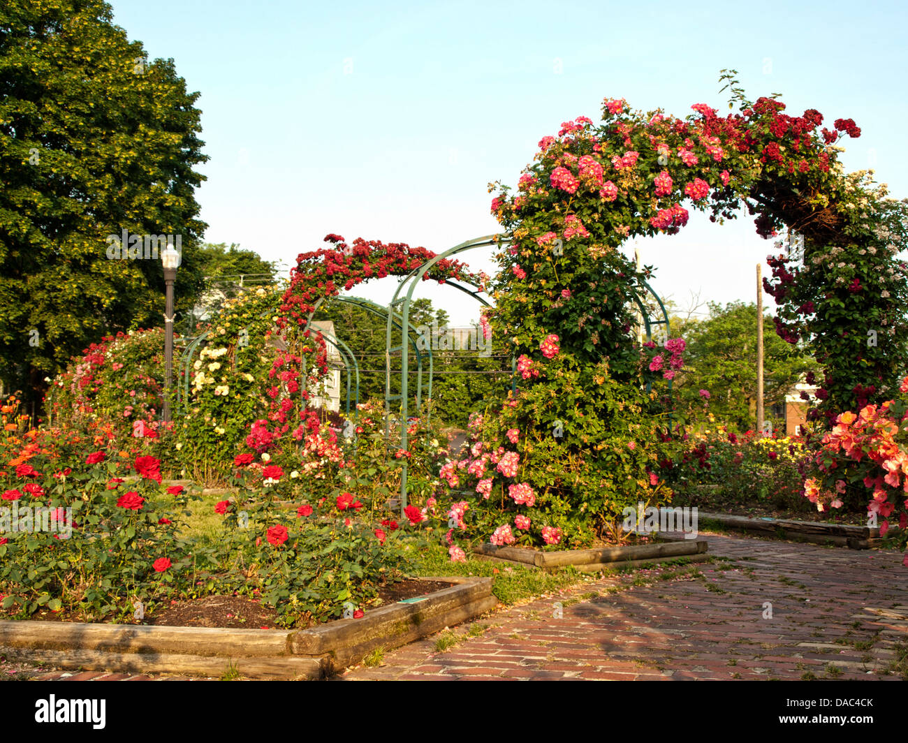 rose garden with arches and trellises Stock Photo - Alamy