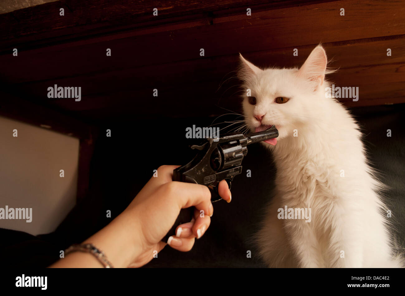 Brave cat hi-res stock photography and images - Alamy