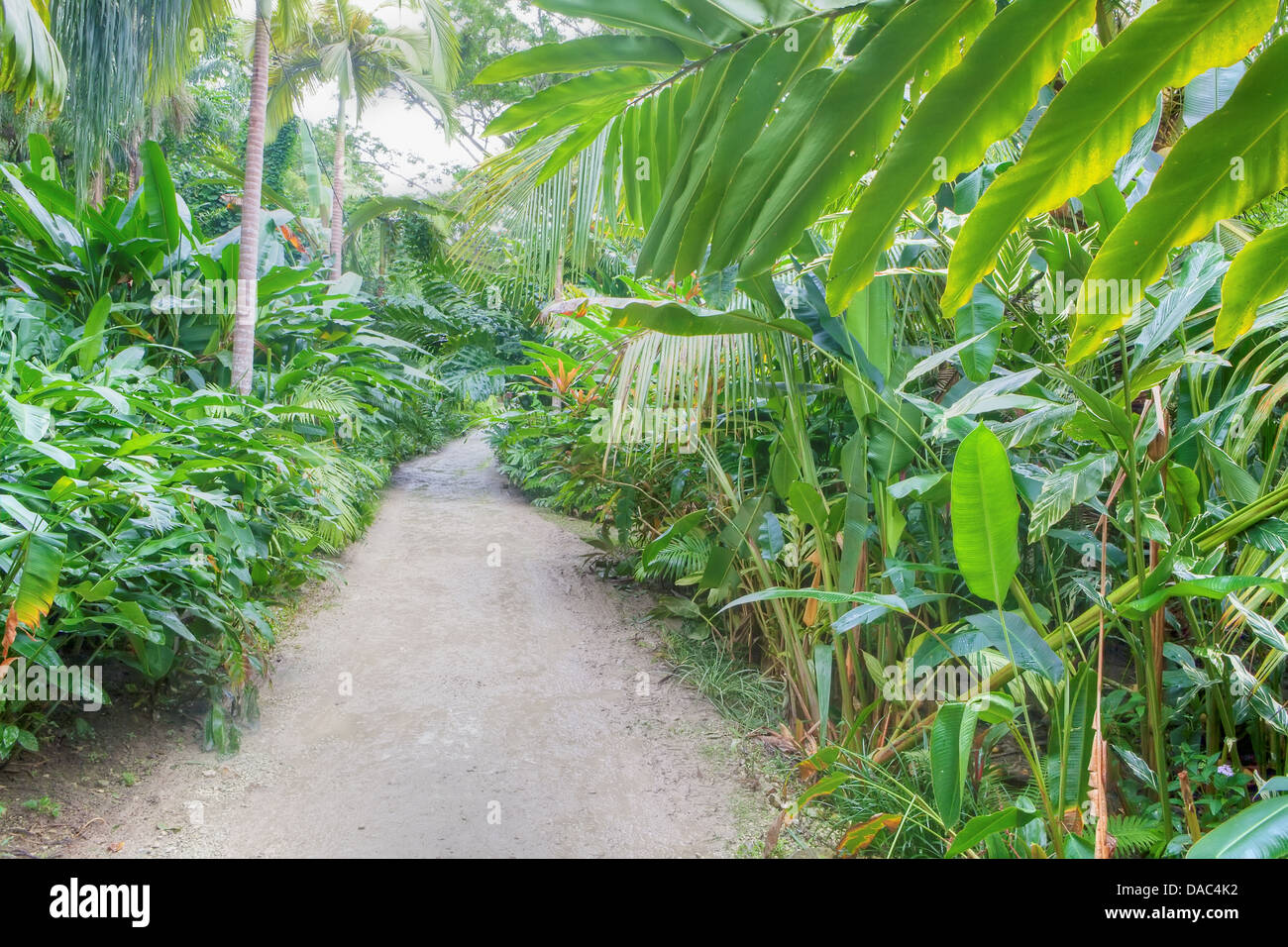 Greenery of rainforest in Jamaica, Caribbean Stock Photo - Alamy