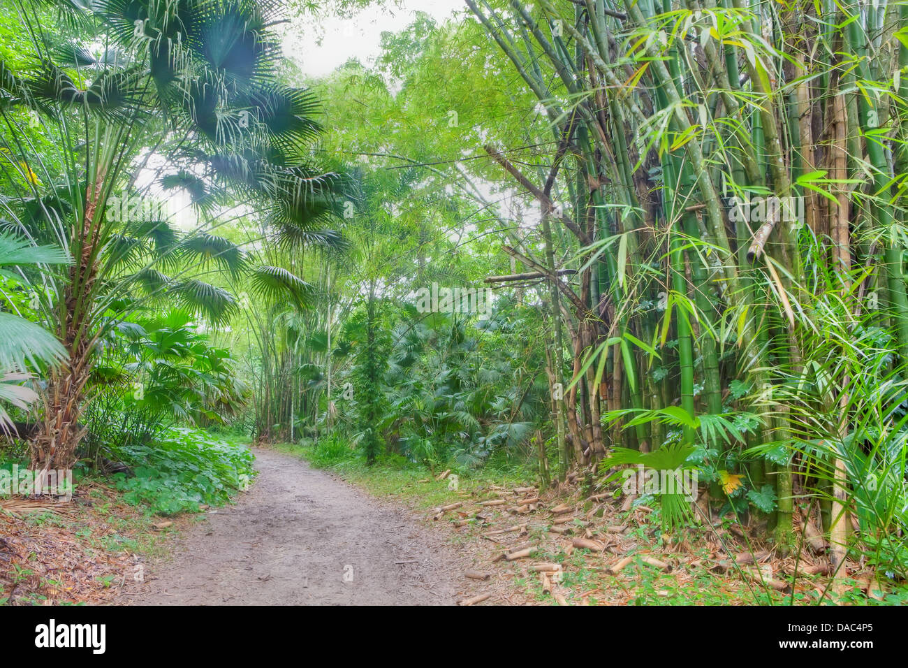 Wide path in rainforest, Jamaica, Caribbean Stock Photo - Alamy