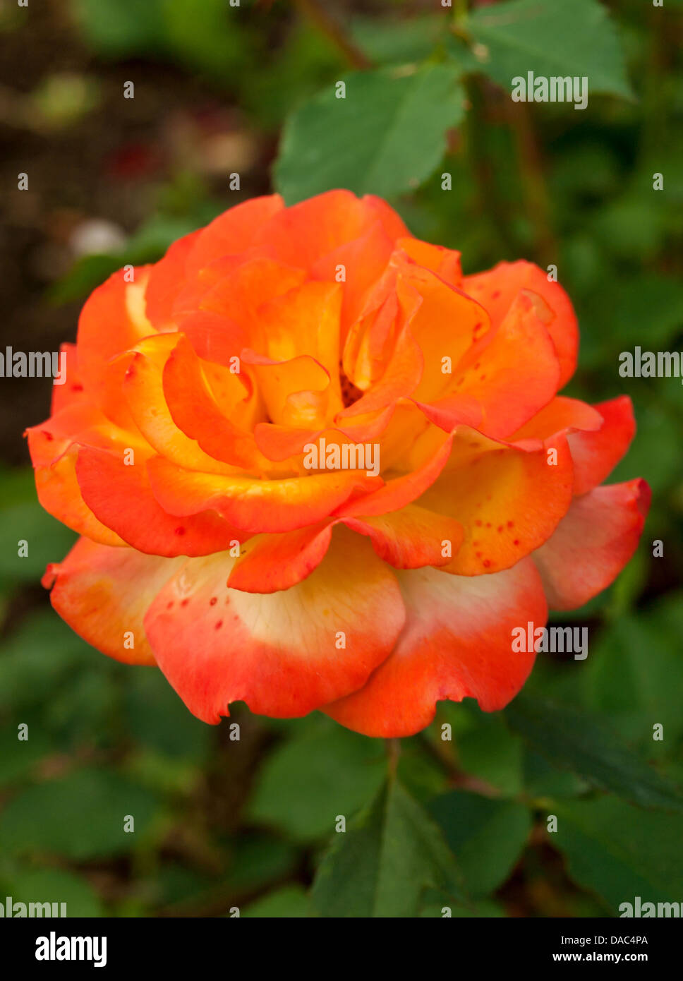 single orange rose in a garden Stock Photo - Alamy