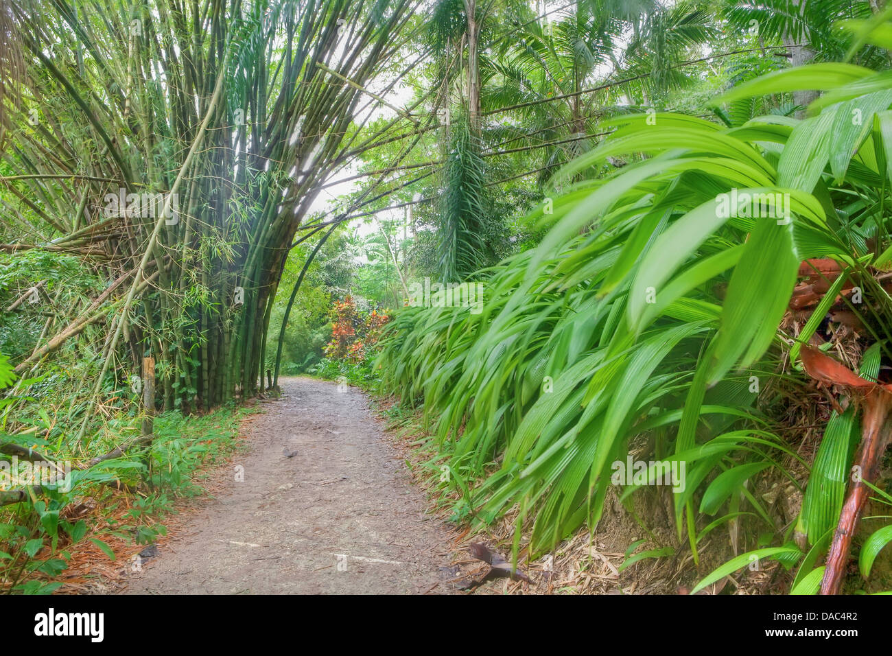 Lush tropical forest in Jamaica Stock Photo - Alamy