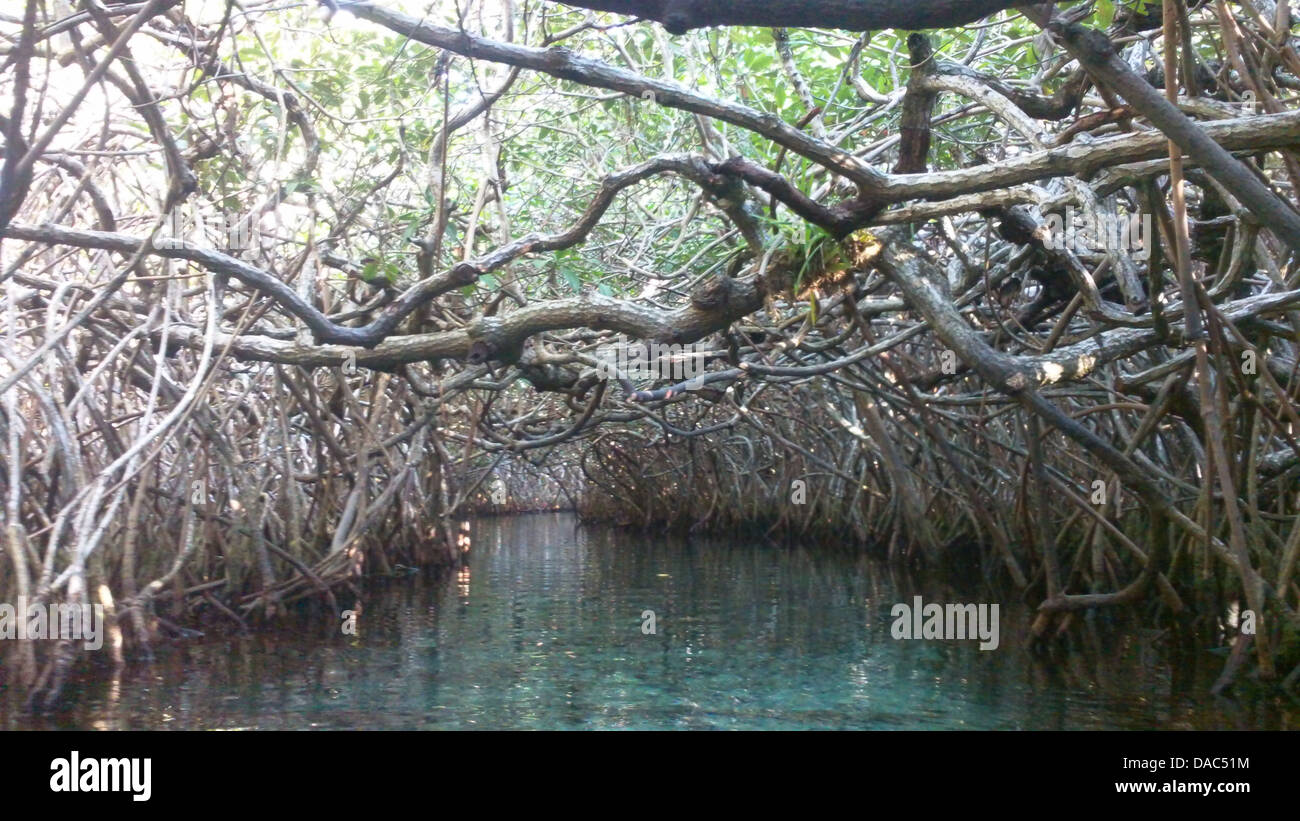 Mangroves, mangrove, water Stock Photo - Alamy