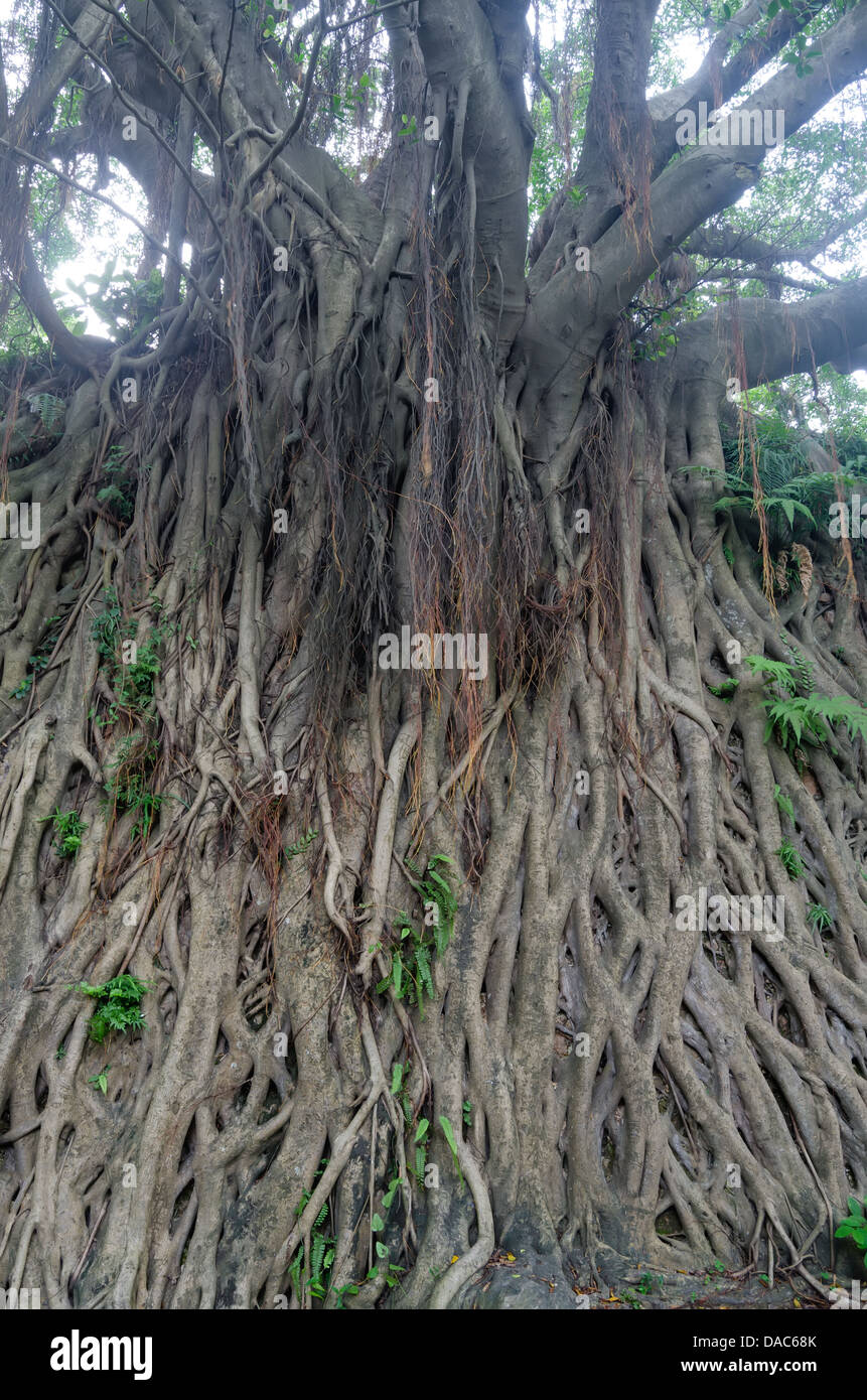 Banyan tree in guangdong,china Stock Photo - Alamy