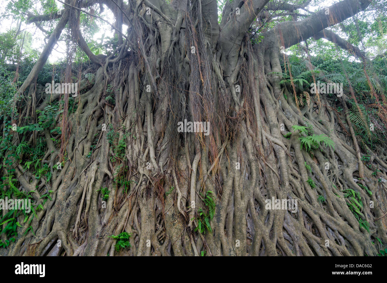 Banyan tree in guangdong,china Stock Photo - Alamy