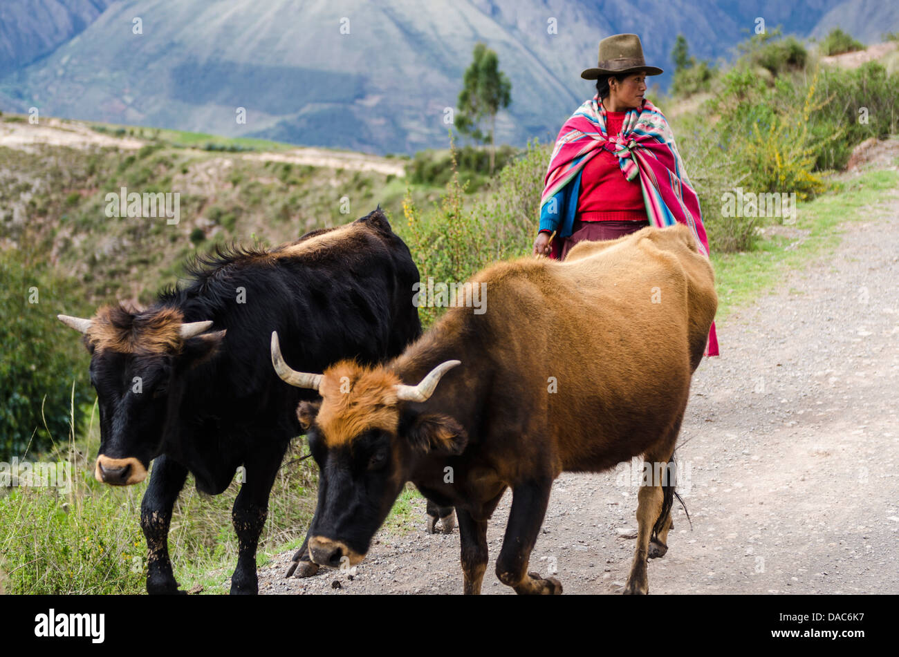 Inca Incan woman with cattle cows livestock on road in Andes ...