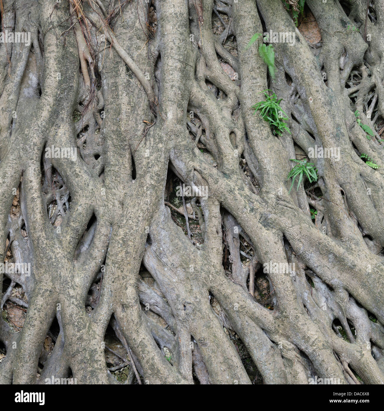 Banyan tree in guangdong,china Stock Photo - Alamy