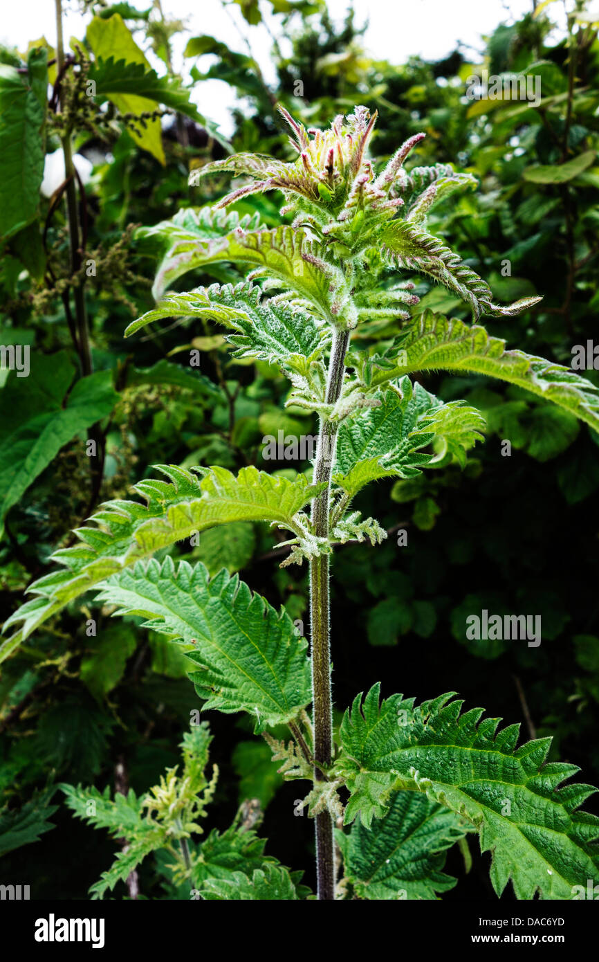 Urtica dioica hi-res stock photography and images - Alamy