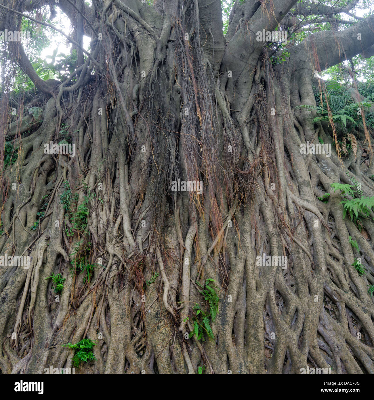 Banyan tree in guangdong,china Stock Photo - Alamy