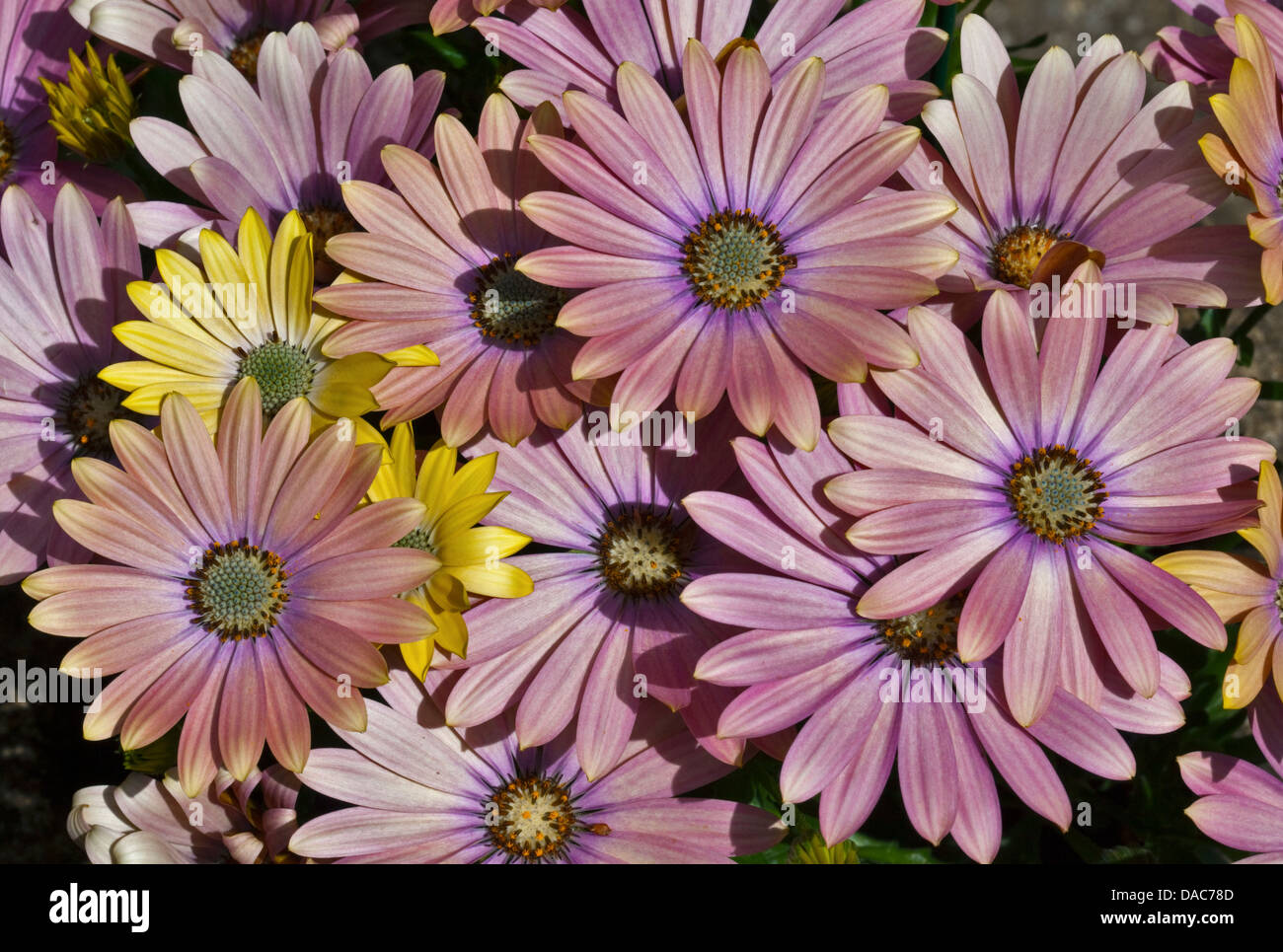 Pink Osteospermum (Cape Daisy Stock Photo - Alamy