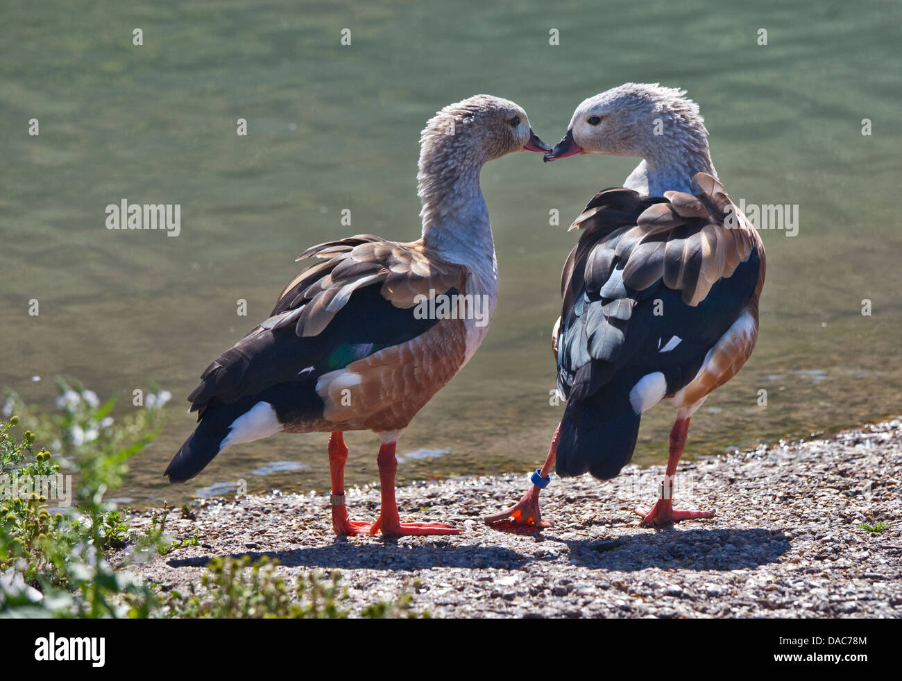 Orinoco Geese (neochen jubata), WWT Arundel, West Sussex, England Stock ...