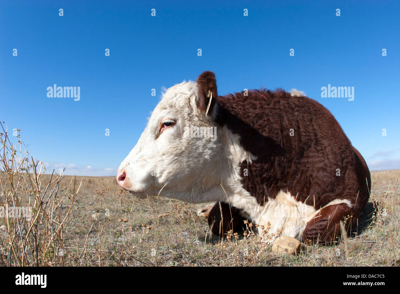 Canada range field ranch cows hi-res stock photography and images - Alamy