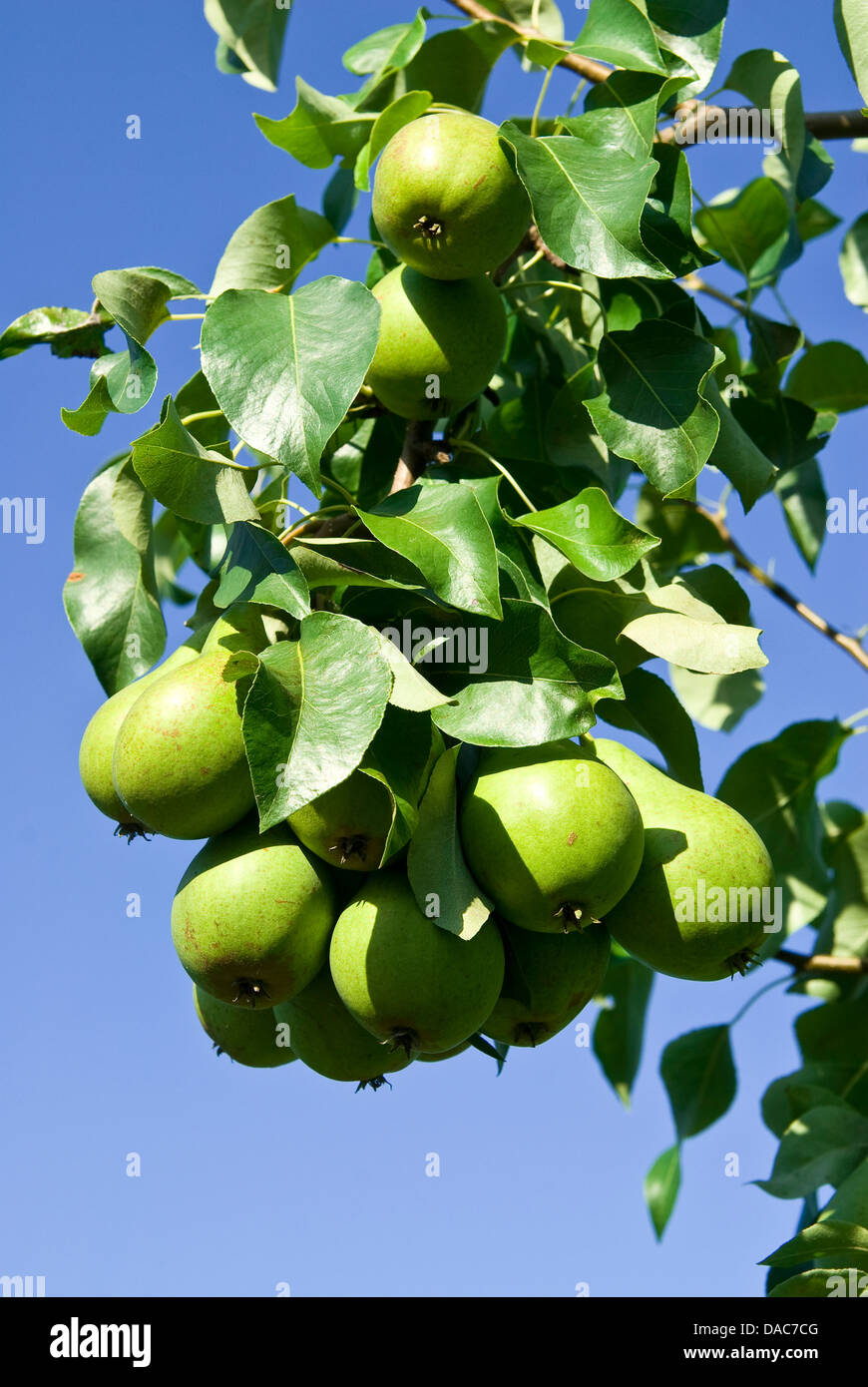 Pears on a tree branch closeup Stock Photo - Alamy