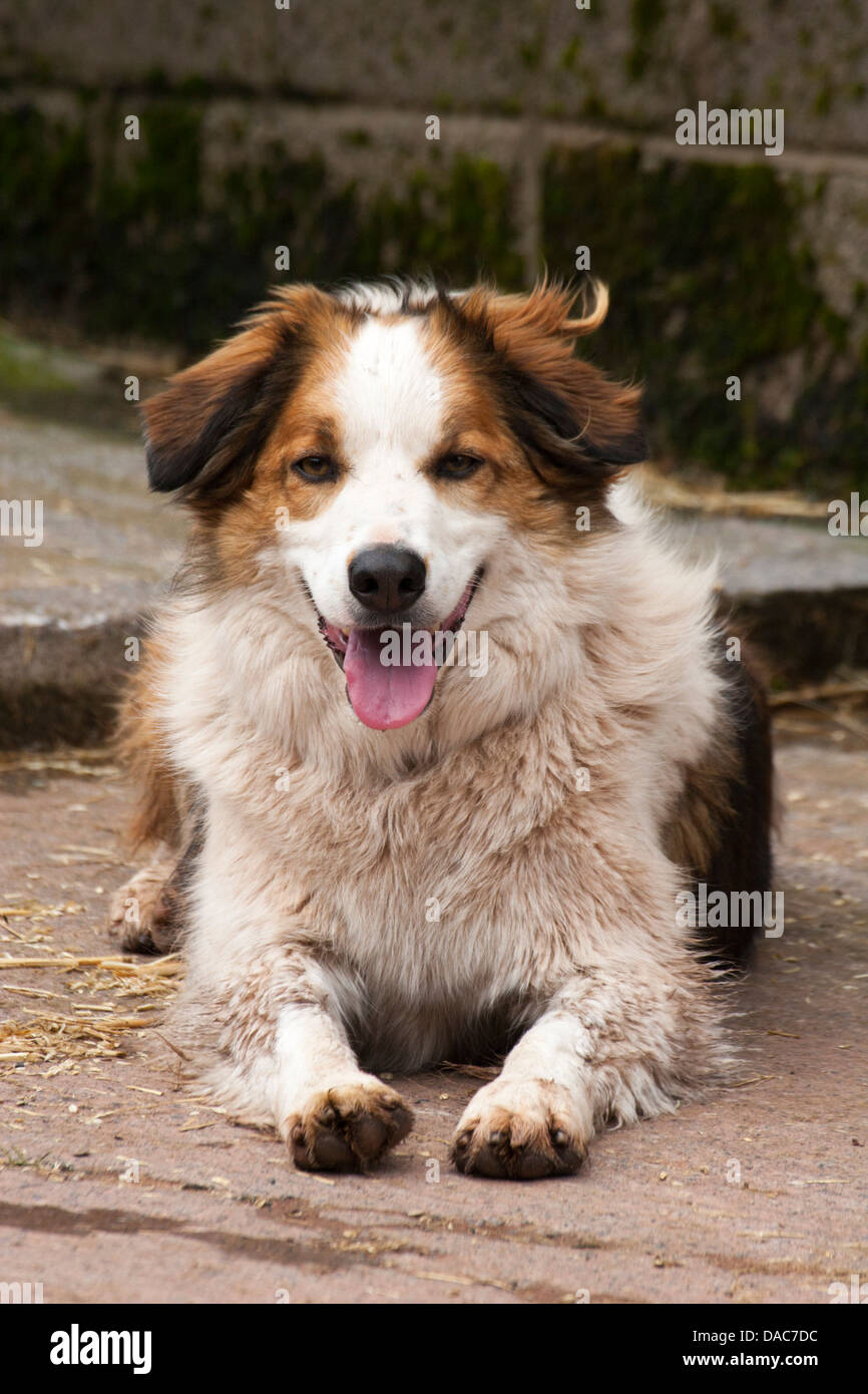 Welsh Sheepdog outdoors on a farm, Wales Stock Photo - Alamy