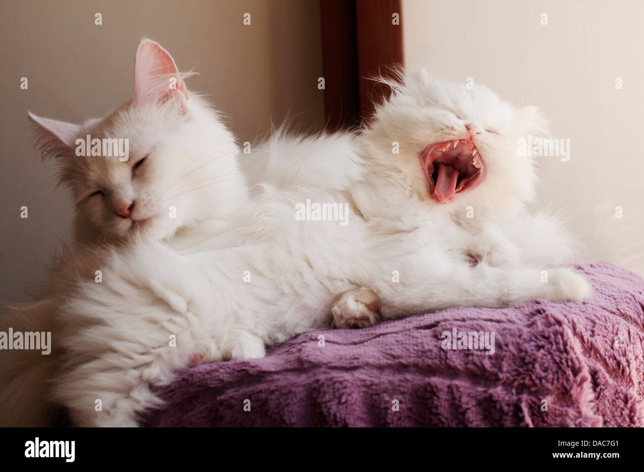 Cats yawning hi-res stock photography and images - Alamy