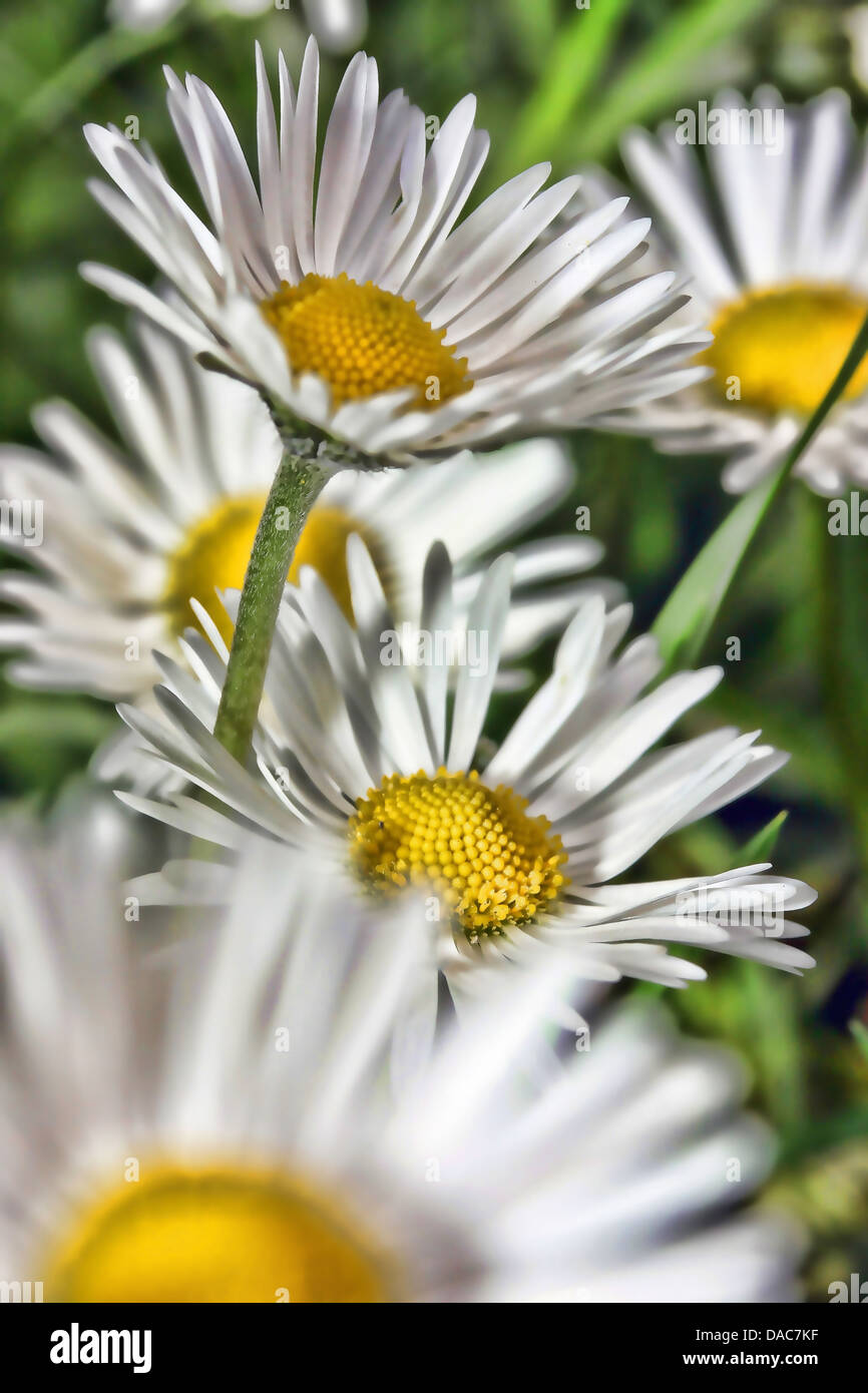 Hdr flower hi-res stock photography and images - Alamy