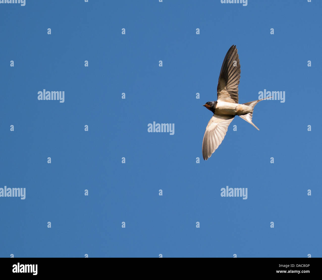 Swallow (Hirundo rustica) in flight against deep blue sky Stock Photo ...