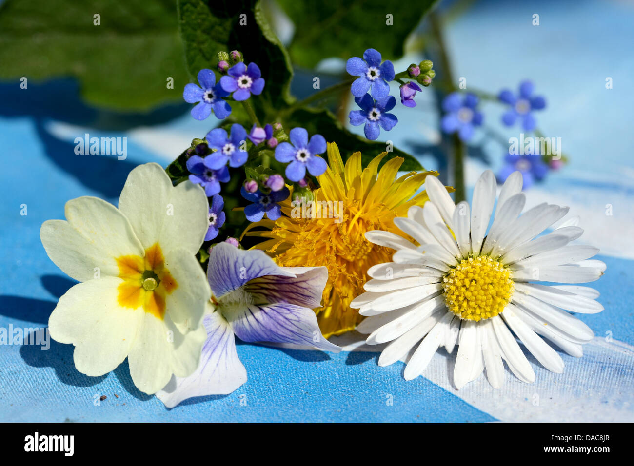 Flower field photograph hi-res stock photography and images - Alamy
