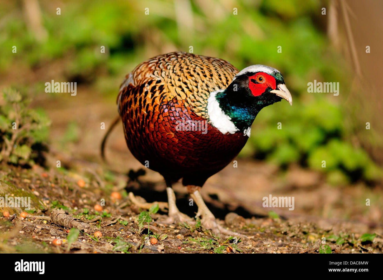 A pheasant pecking on the ground UK Stock Photo - Alamy