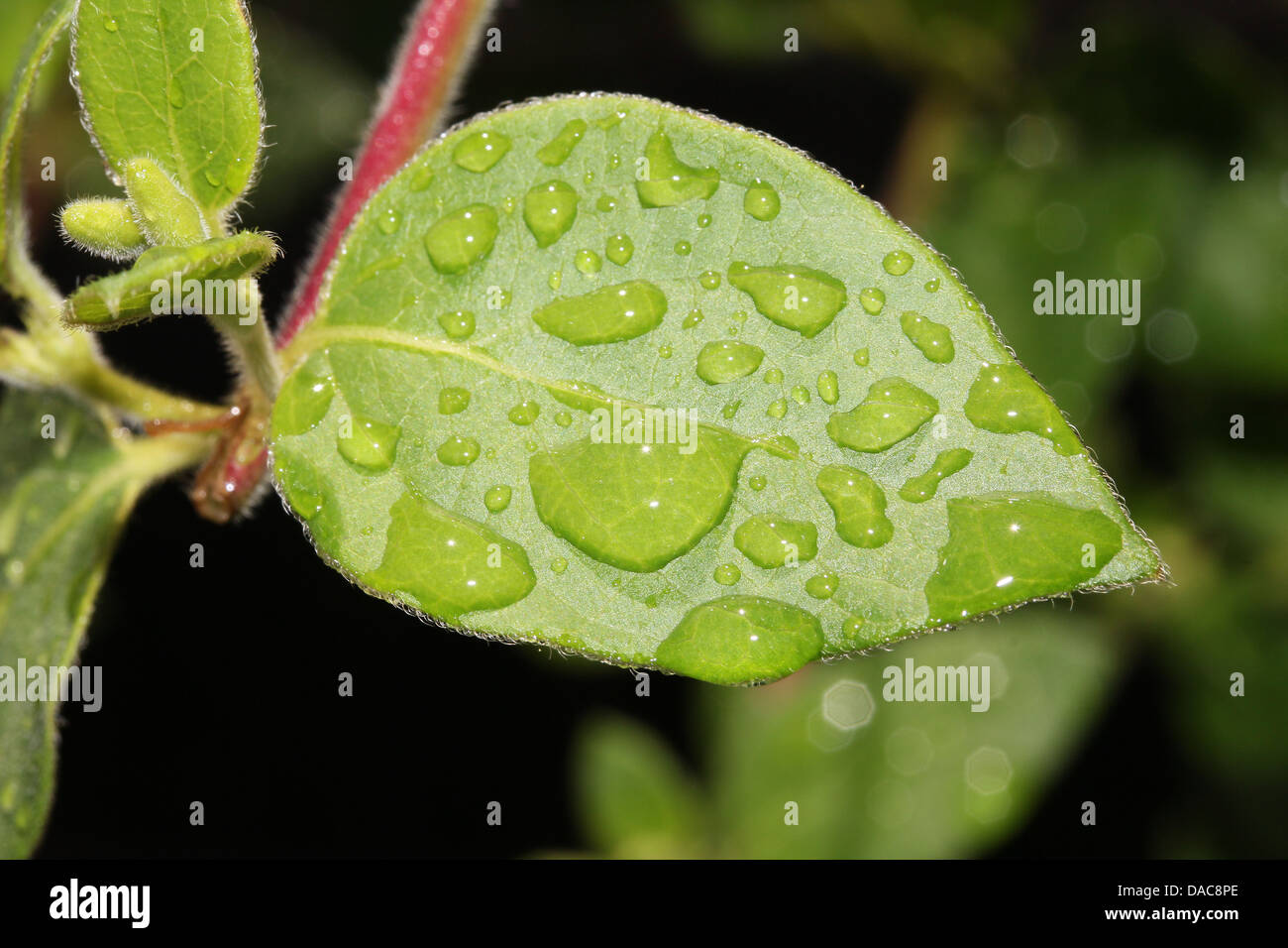 Rain vein hi-res stock photography and images - Alamy