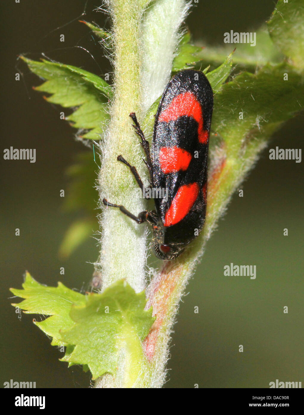 Red and black beetles hi-res stock photography and images - Alamy