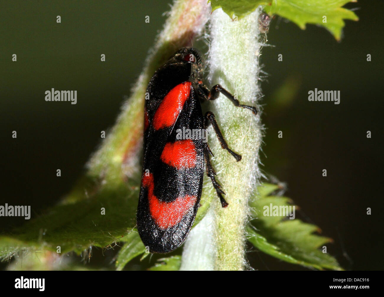 Frog hopper beetle hi-res stock photography and images - Alamy