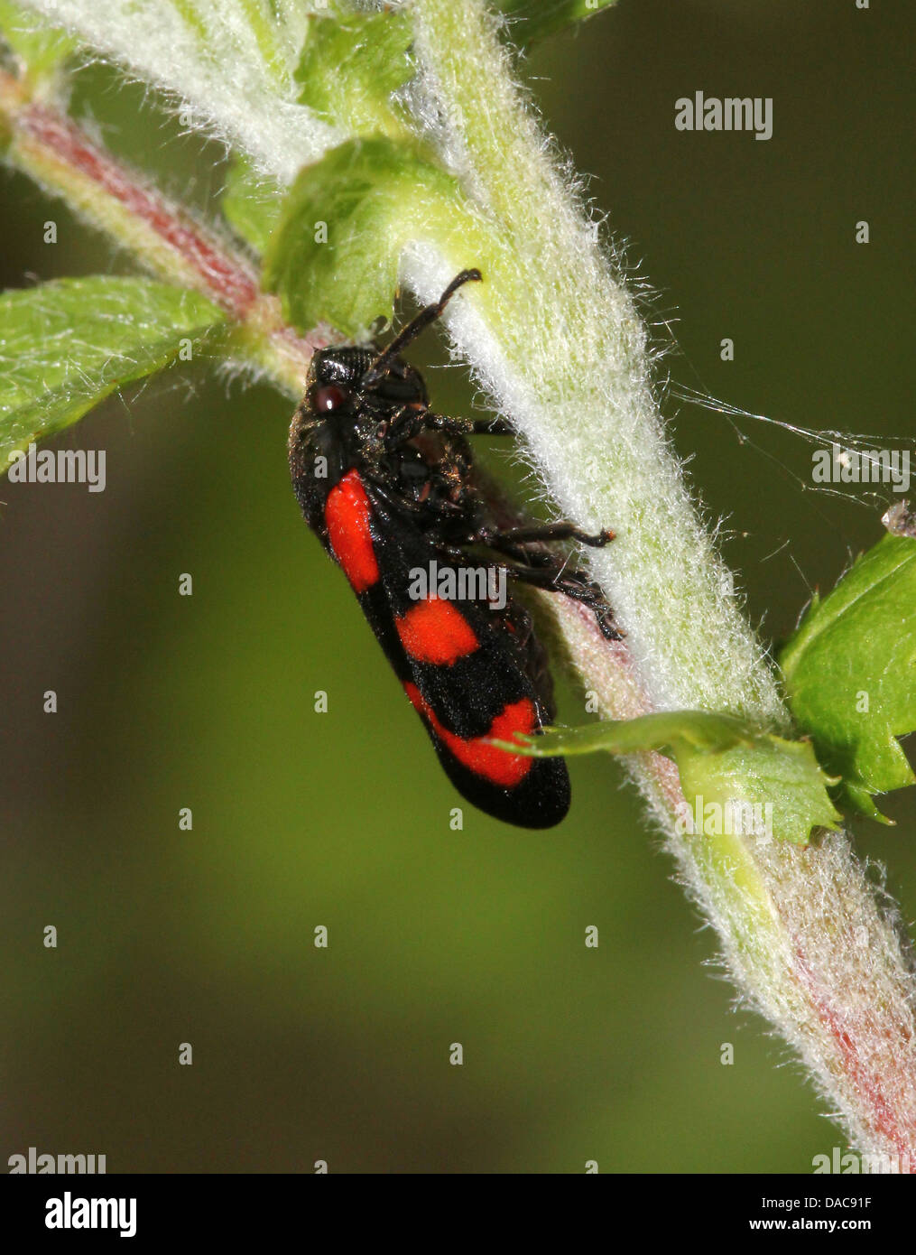 Bloedcicade hi-res stock photography and images - Alamy