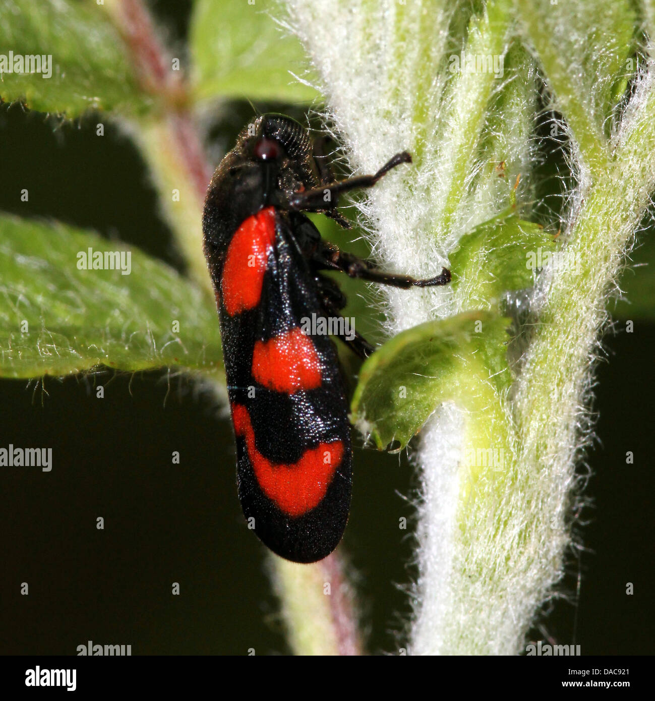 Frog hopper beetle hi-res stock photography and images - Alamy