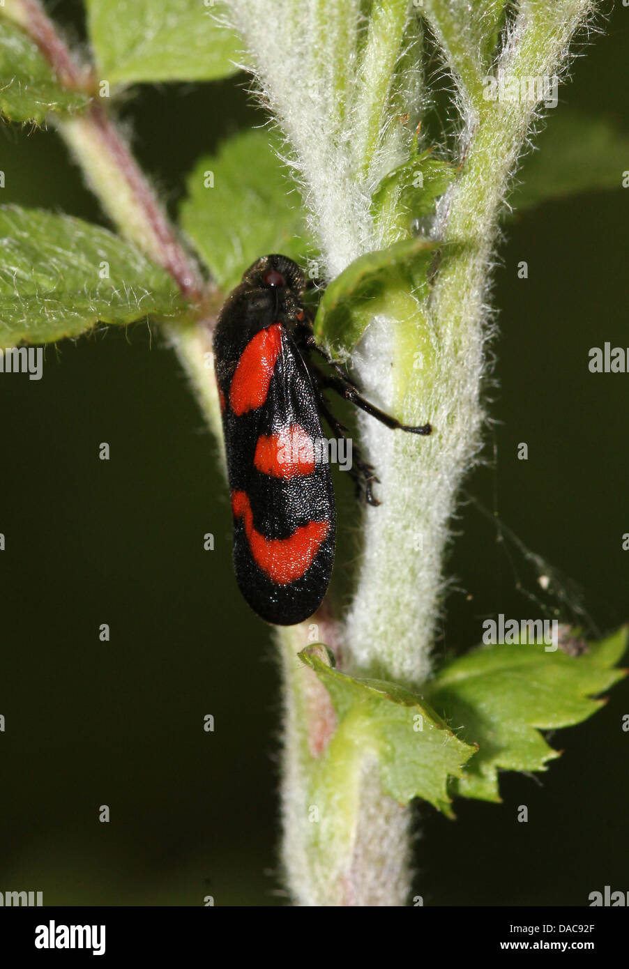 Frog hoppers hi-res stock photography and images - Alamy