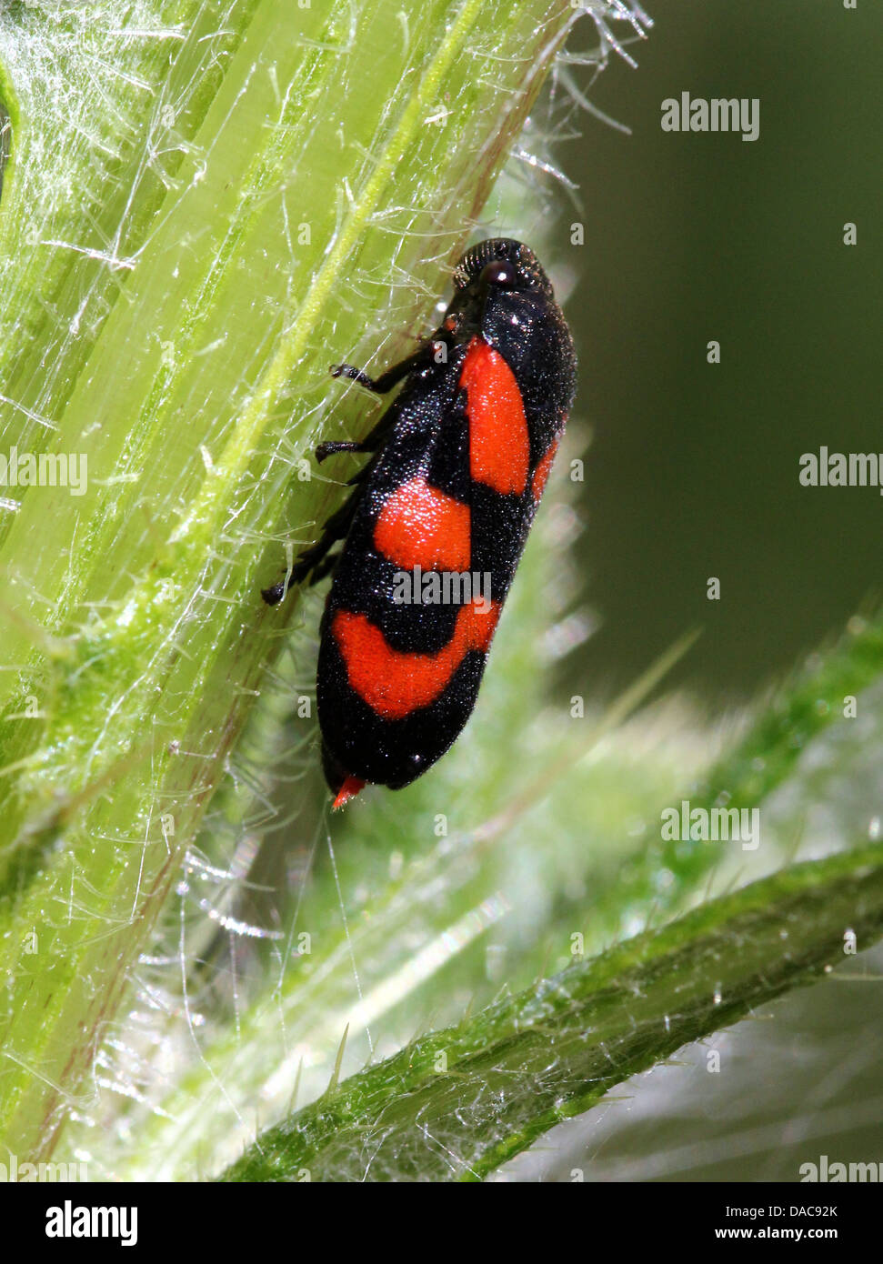 Tiny black beetles hi-res stock photography and images - Alamy