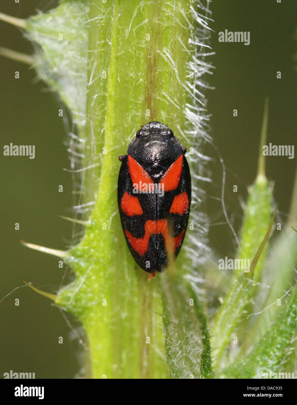 Close-up of the tiny black-and-red froghopper or spittlebug (Cercopis ...