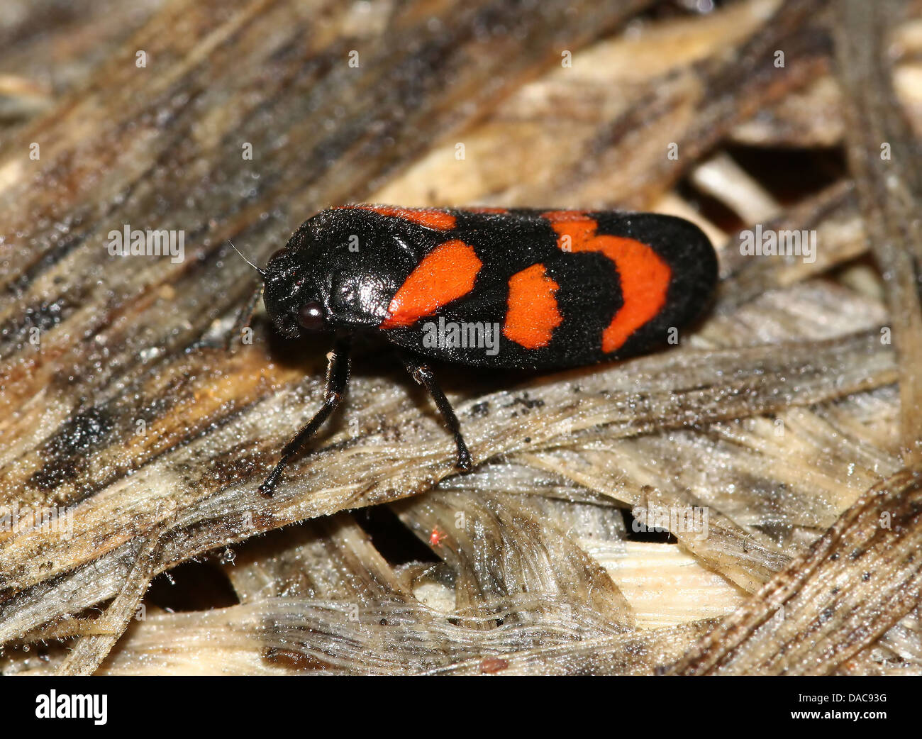 Close-up of the tiny black-and-red froghopper or spittlebug (Cercopis ...