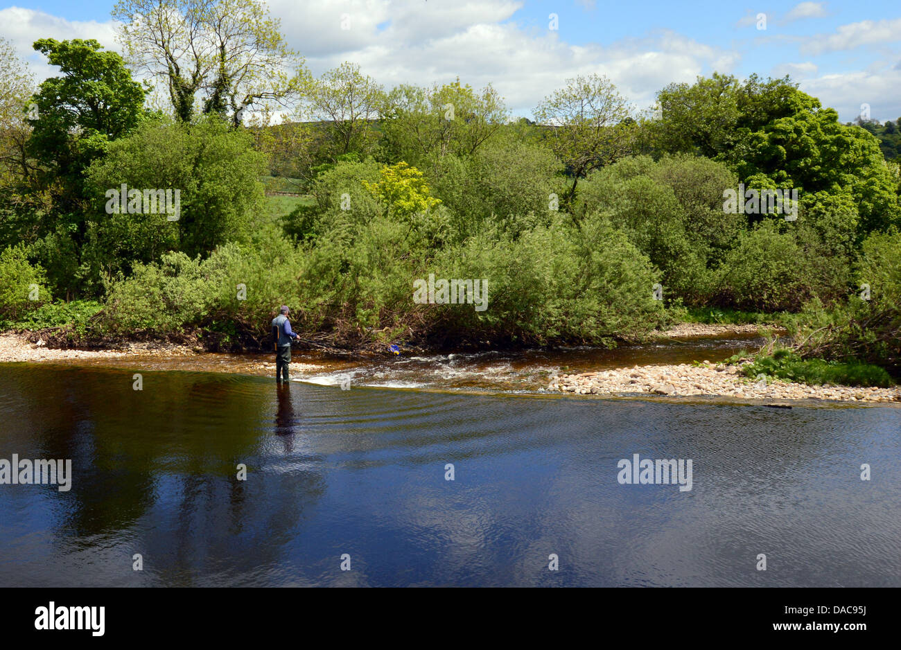 Man Fly Fishing from the Weir in the River Wharfe near Addingham on the ...