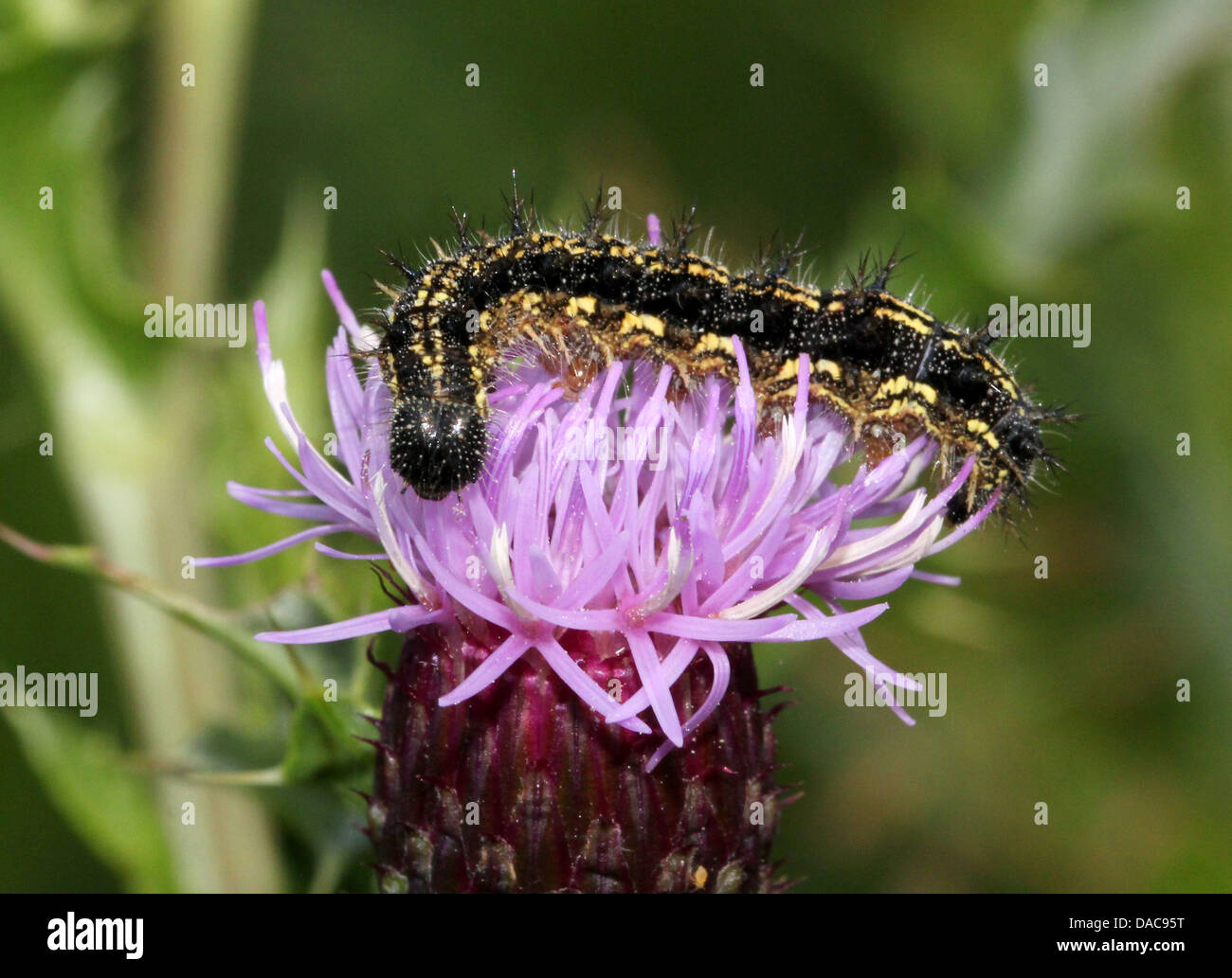 Tortoiseshell butterfly caterpillar hi-res stock photography and images ...